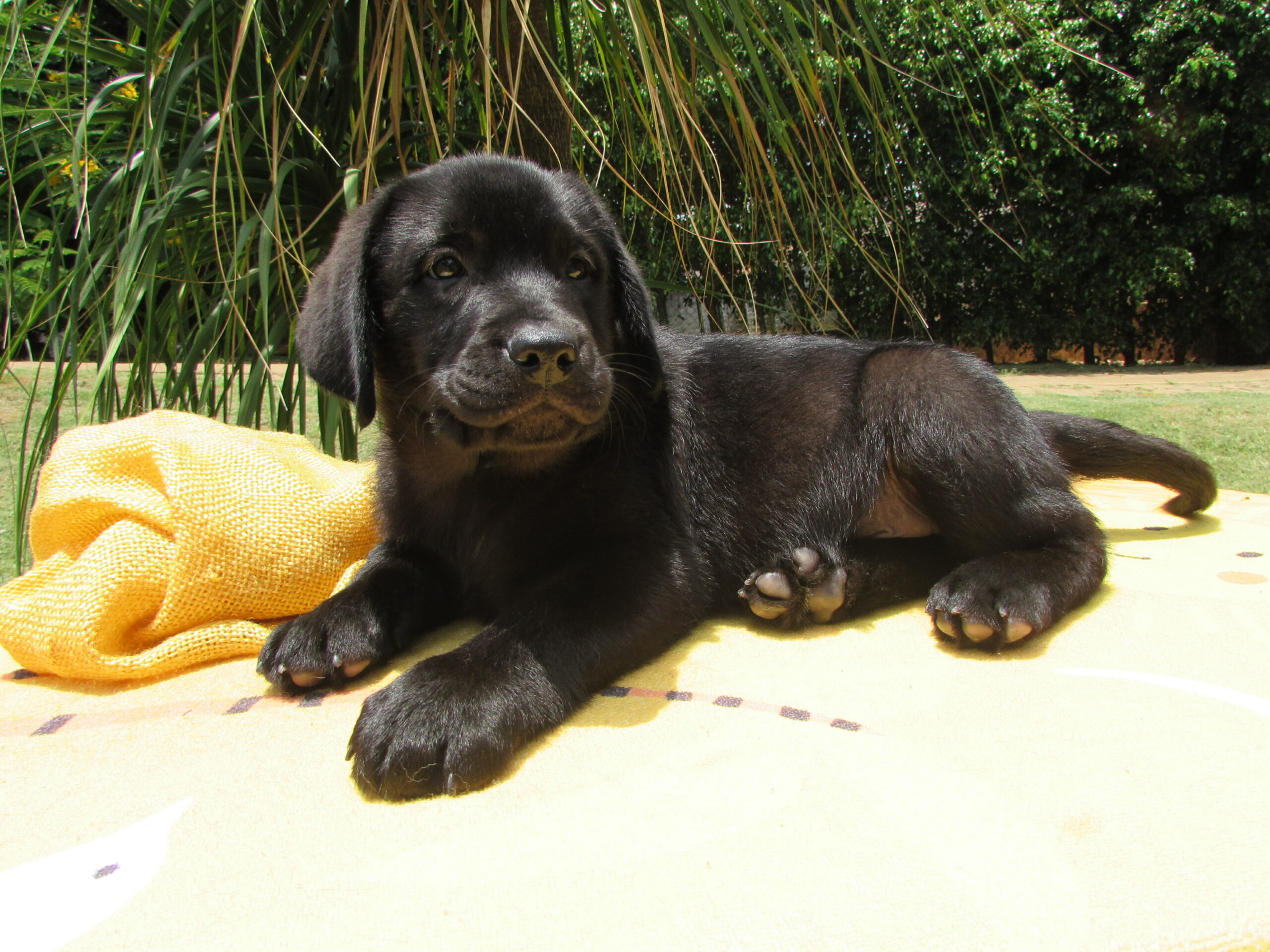 Pansy Lab Kennel – Canil Labrador SP