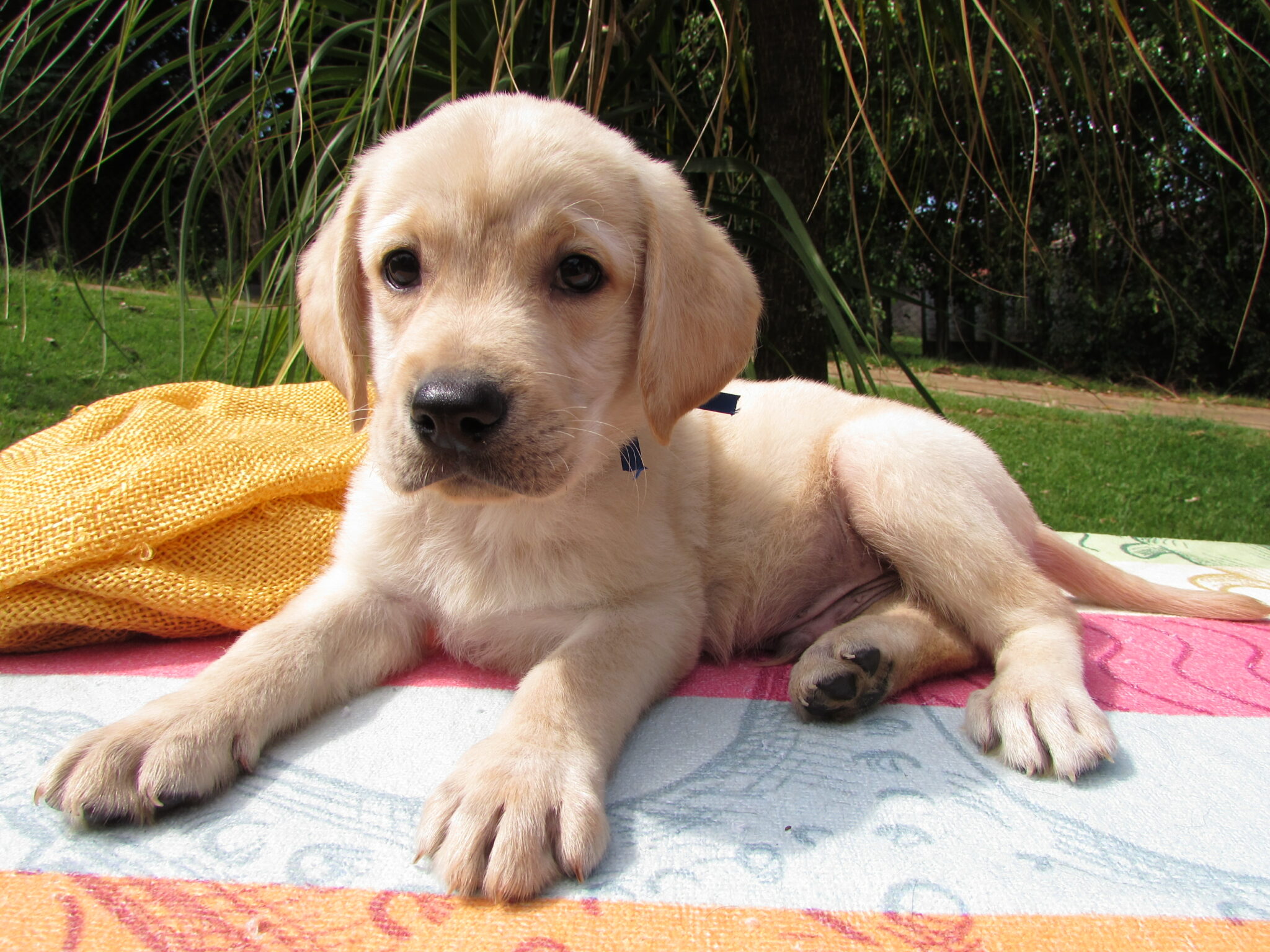 Pansy Lab Kennel – Canil Labrador SP