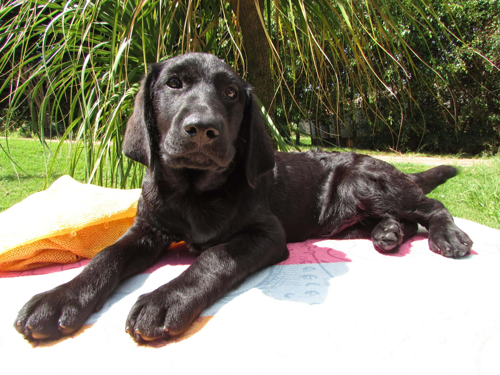 Pansy Lab Kennel – Canil Labrador SP